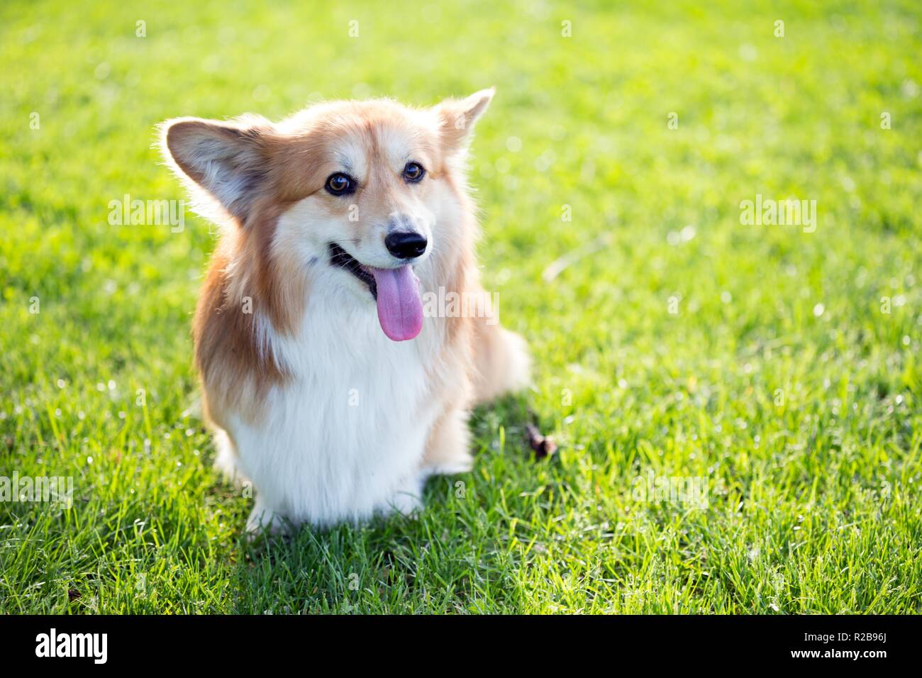 corgi fluffy close up portrait at the outdoor Stock Photo - Alamy