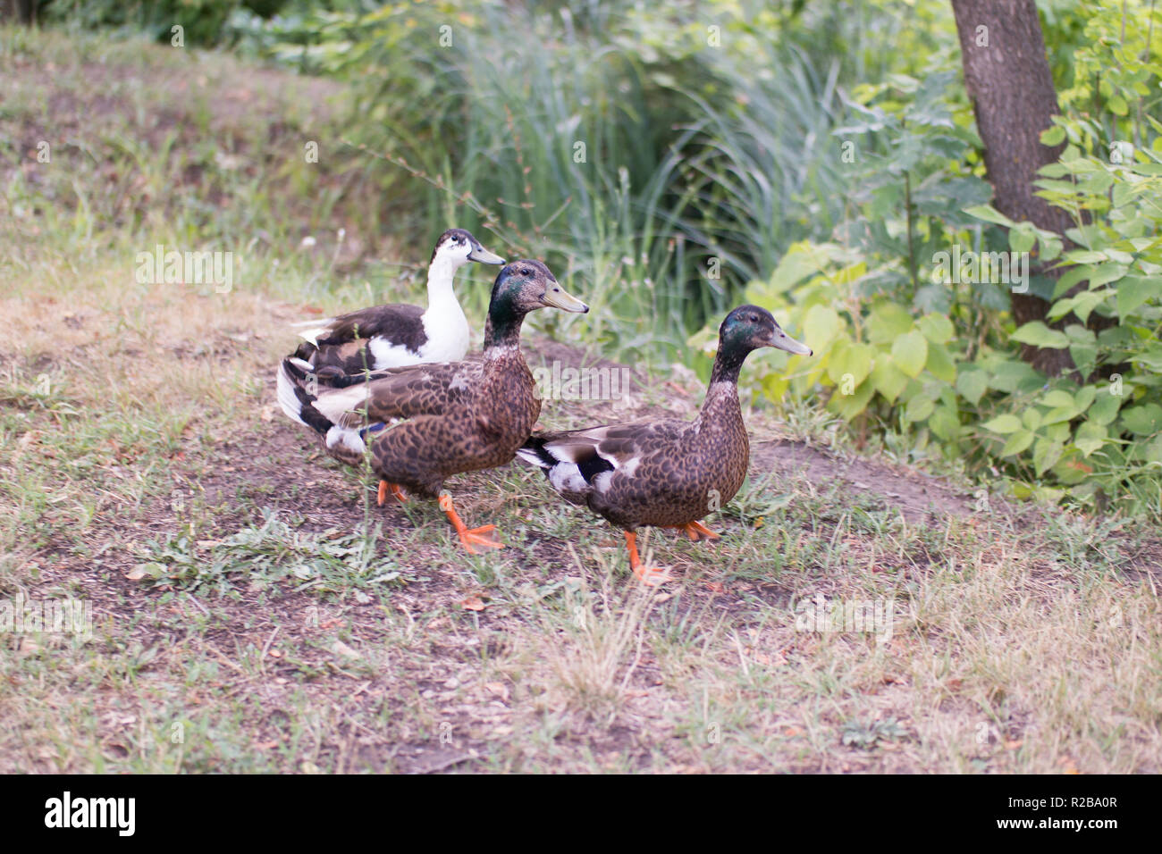 Three friendly ducks striding through the dry grass Stock Photo - Alamy
