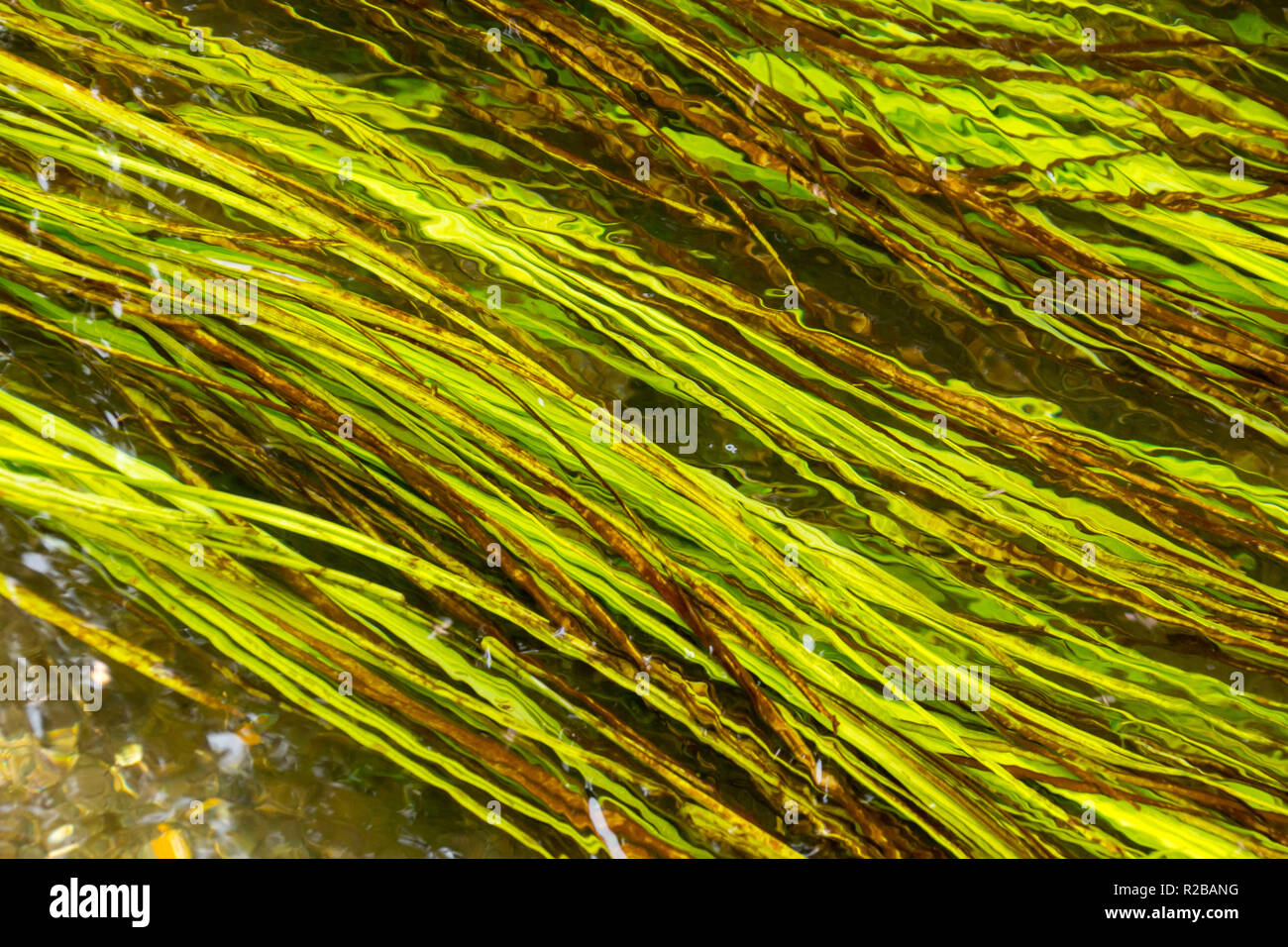 River plants uk underwater hi-res stock photography and images - Alamy