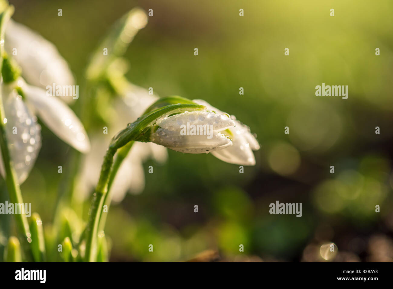 The first spring flowers snowdrops with morning drops Stock Photo - Alamy