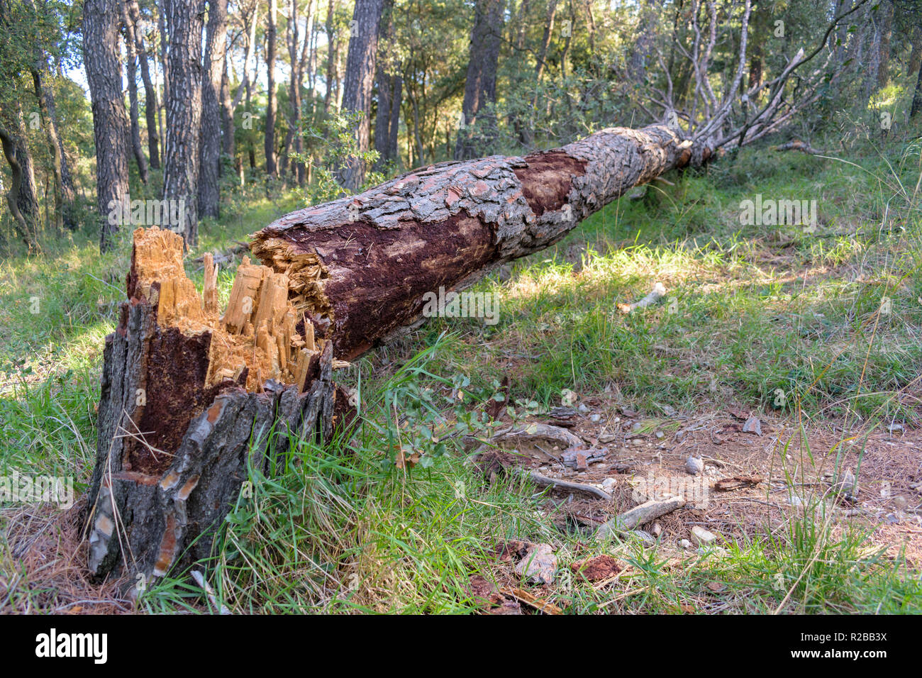 Fallen tree trunk into the forest Stock Photo - Alamy