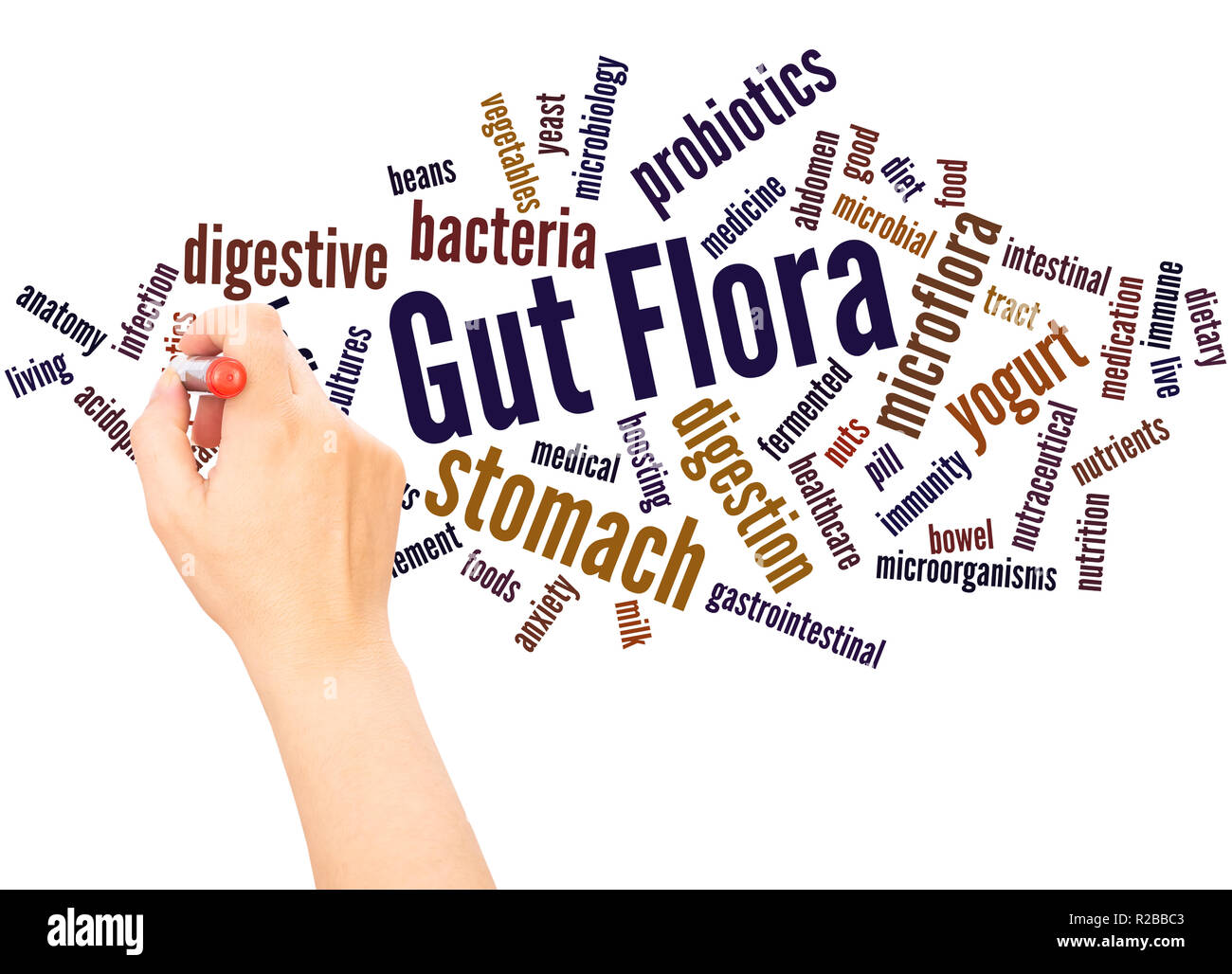 Gut Flora word cloud hand writing concept on white background Stock ...