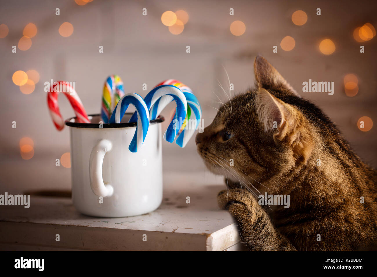 The cat is smelling candy in a cup Stock Photo - Alamy