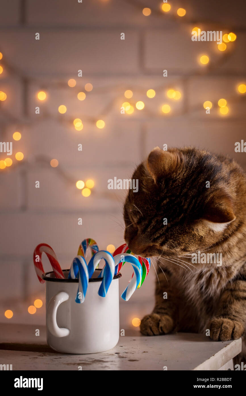 Cat eats candy Stock Photo - Alamy