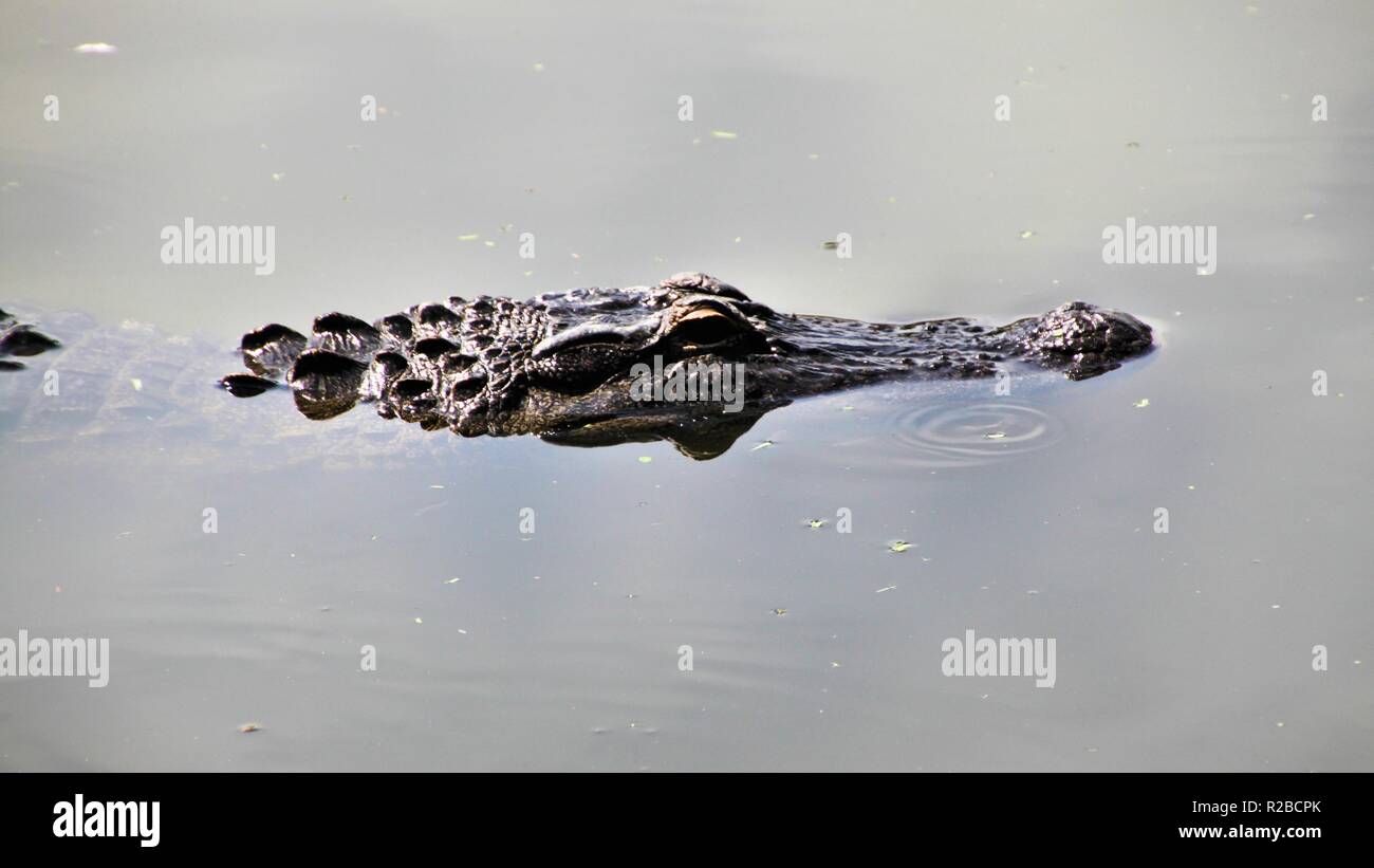 Aligator florida large hi-res stock photography and images - Alamy