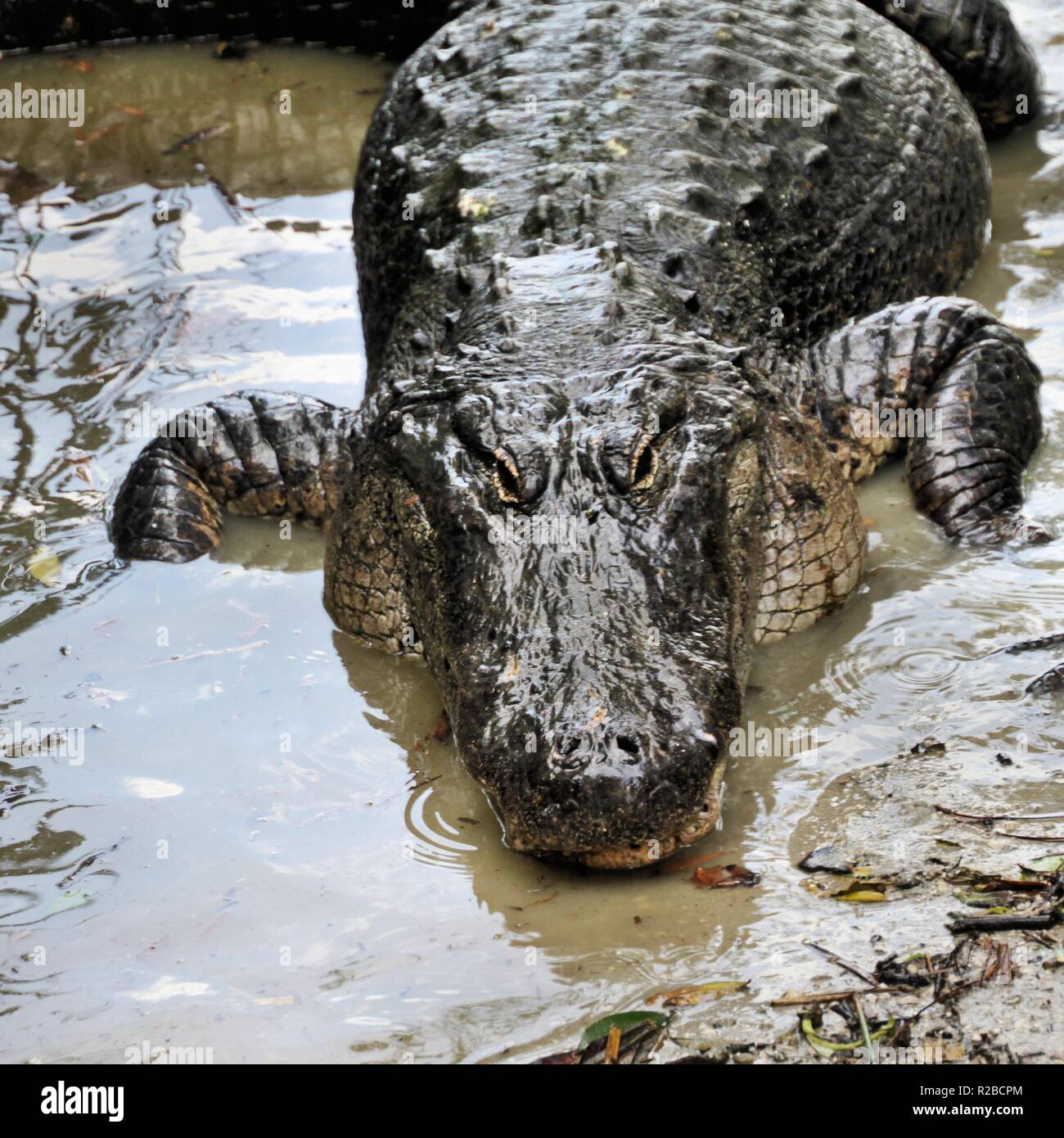 Aligator florida large hi-res stock photography and images - Alamy