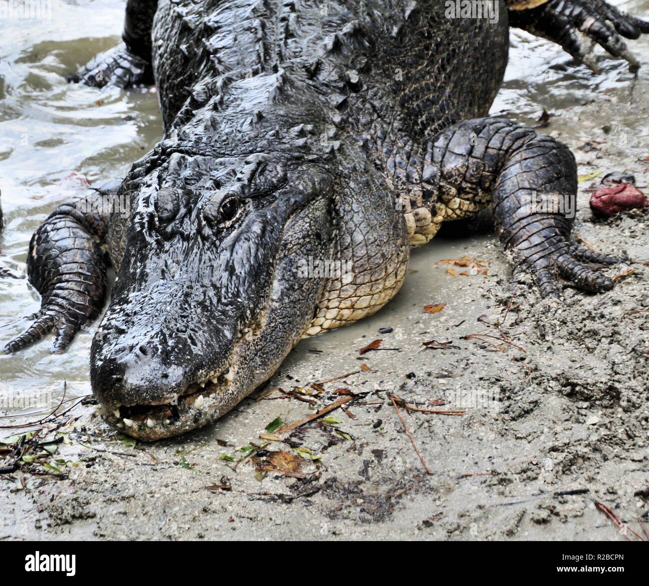 Aligator florida large hi-res stock photography and images - Alamy