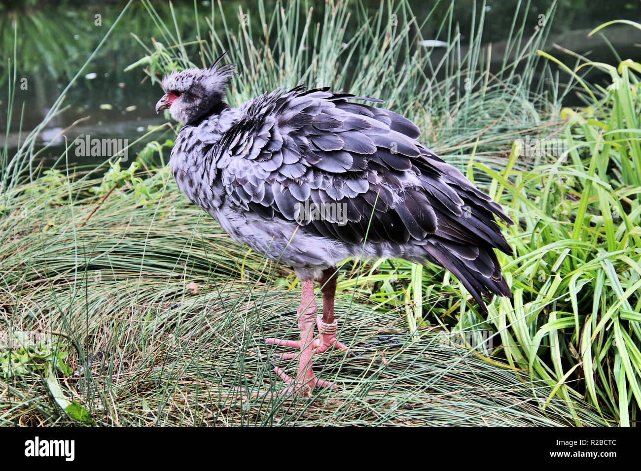A picture of a Crested Screamer Stock Photo - Alamy