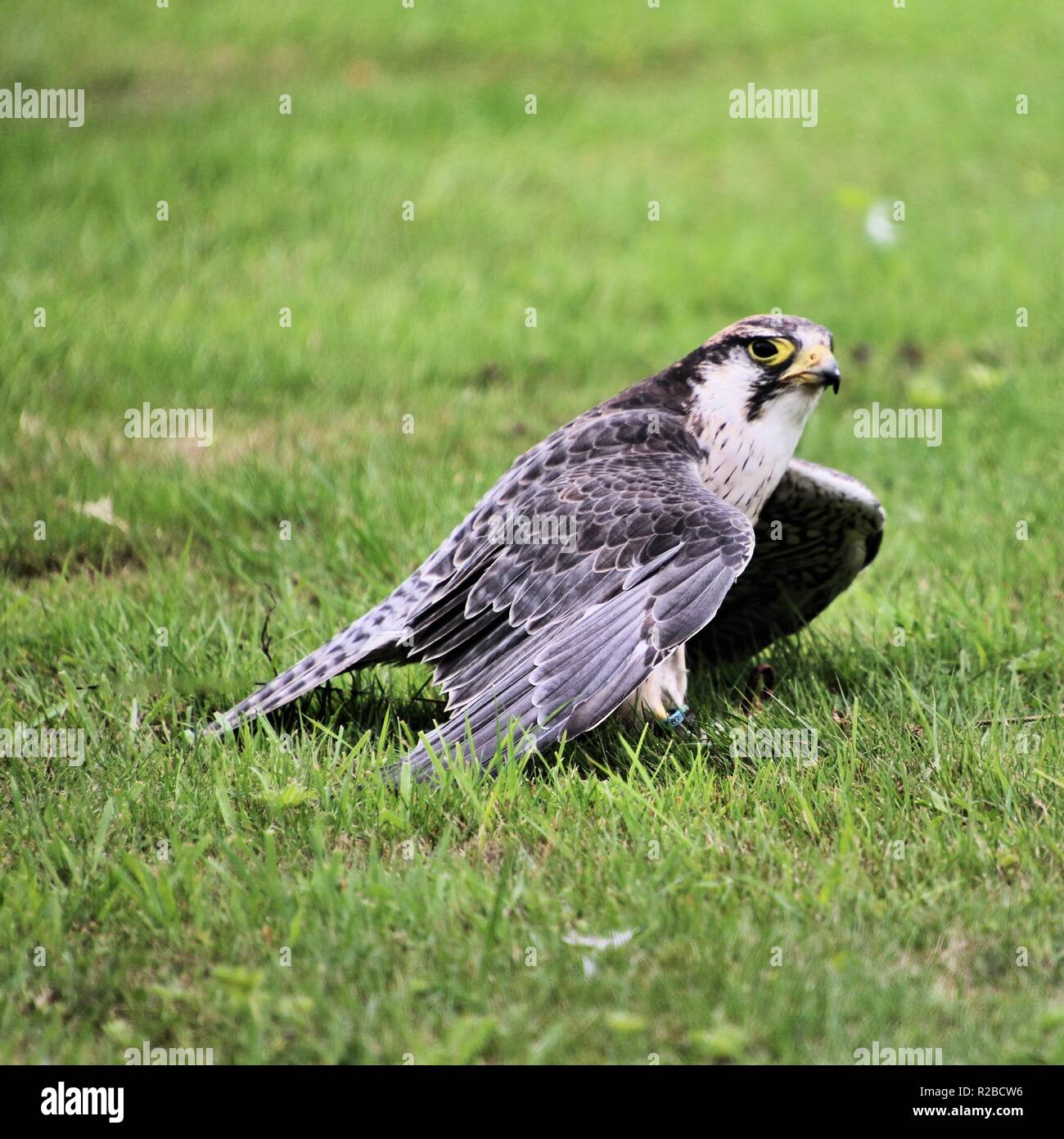 A picture of a Lanner Falcon Stock Photo - Alamy