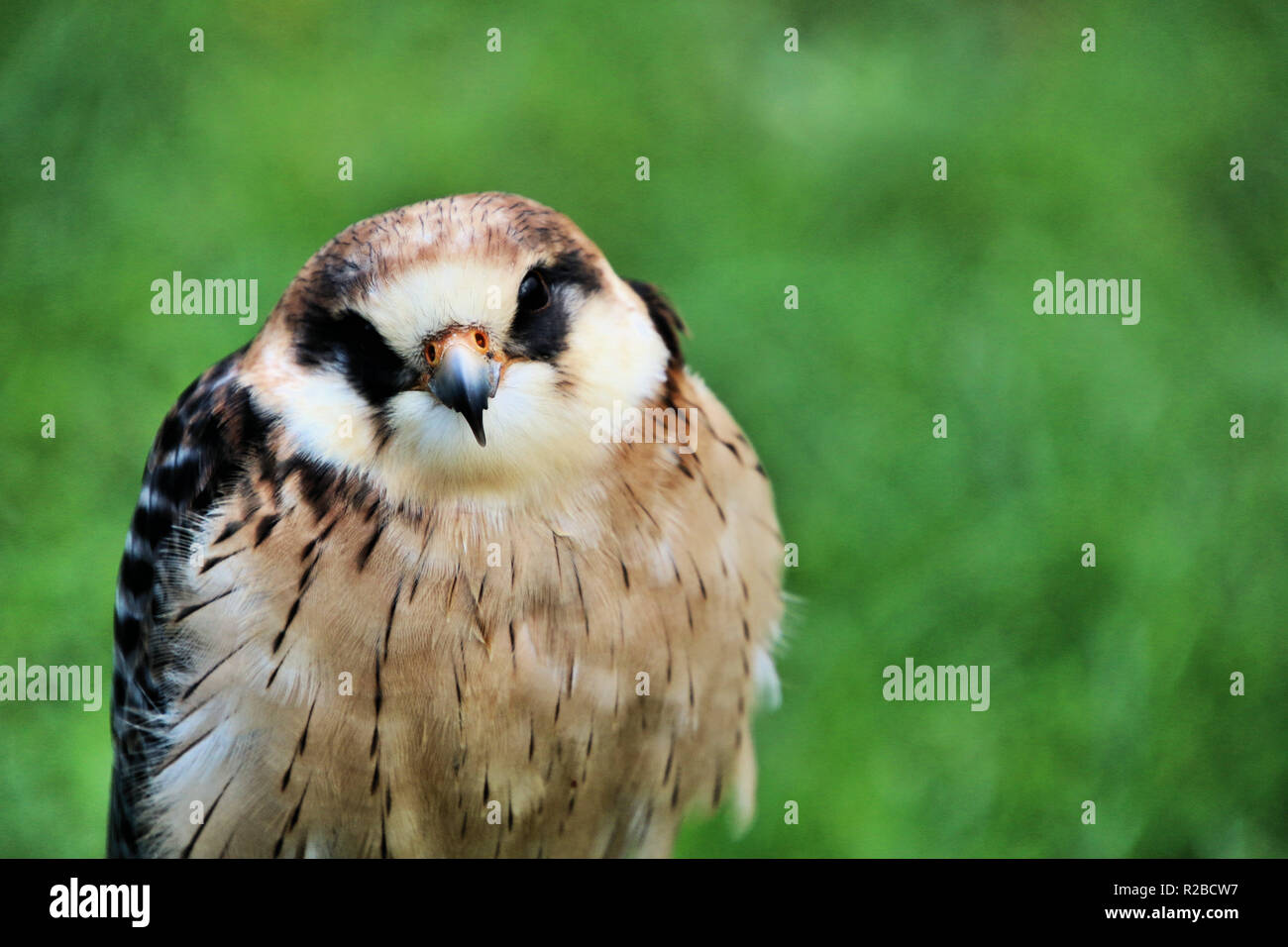 A picture of a Lanner Falcon Stock Photo - Alamy