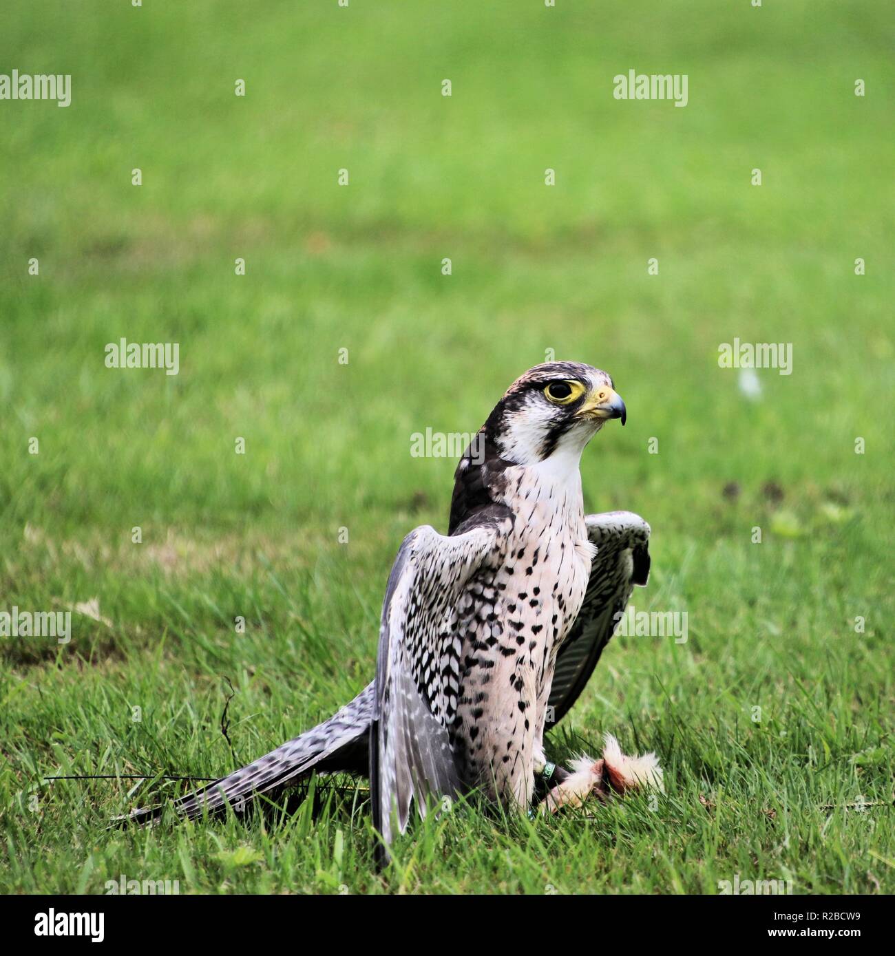 A picture of a Lanner Falcon Stock Photo - Alamy