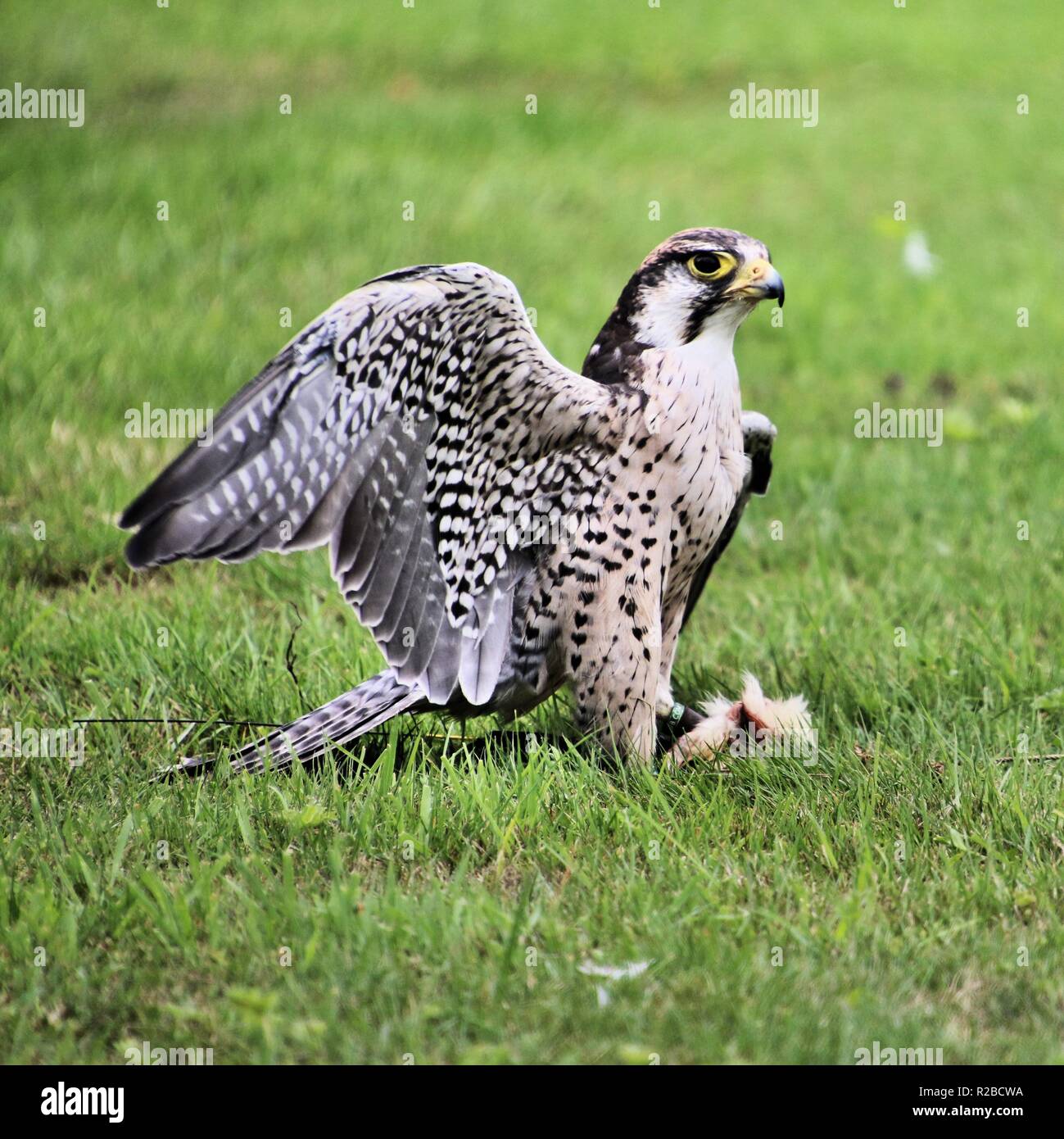 A picture of a Lanner Falcon Stock Photo - Alamy