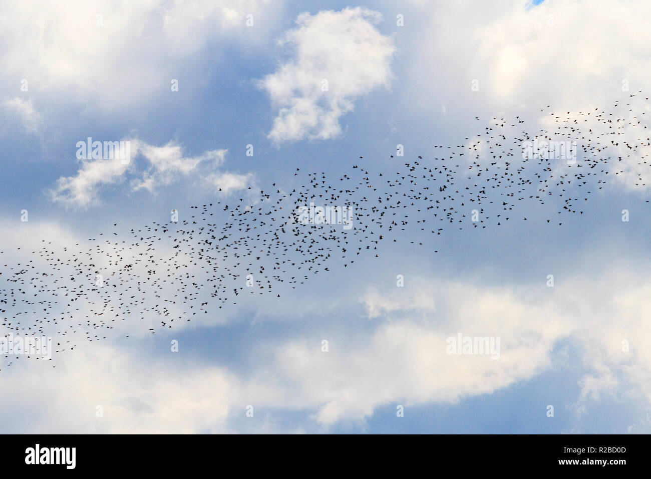 Birds fly across hi-res stock photography and images - Alamy
