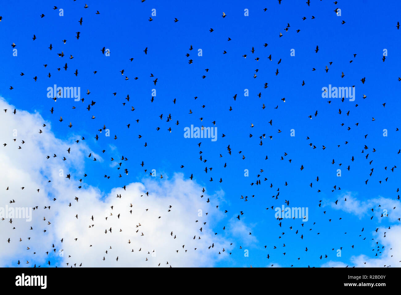 birds fly over our head Stock Photo - Alamy