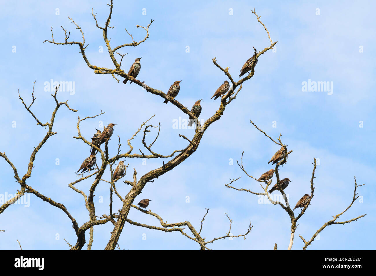 Crowd simulation hi-res stock photography and images - Alamy
