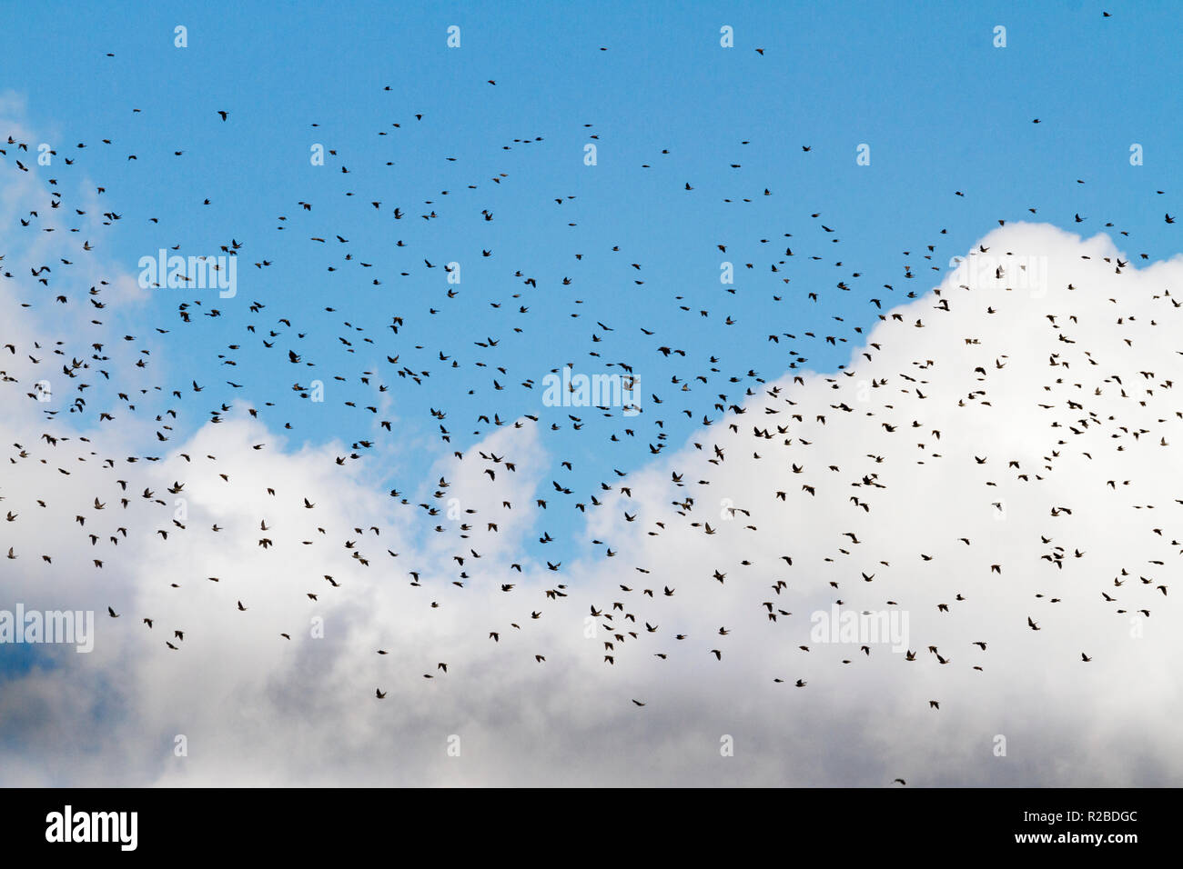 Birds with huge beak hi-res stock photography and images - Alamy