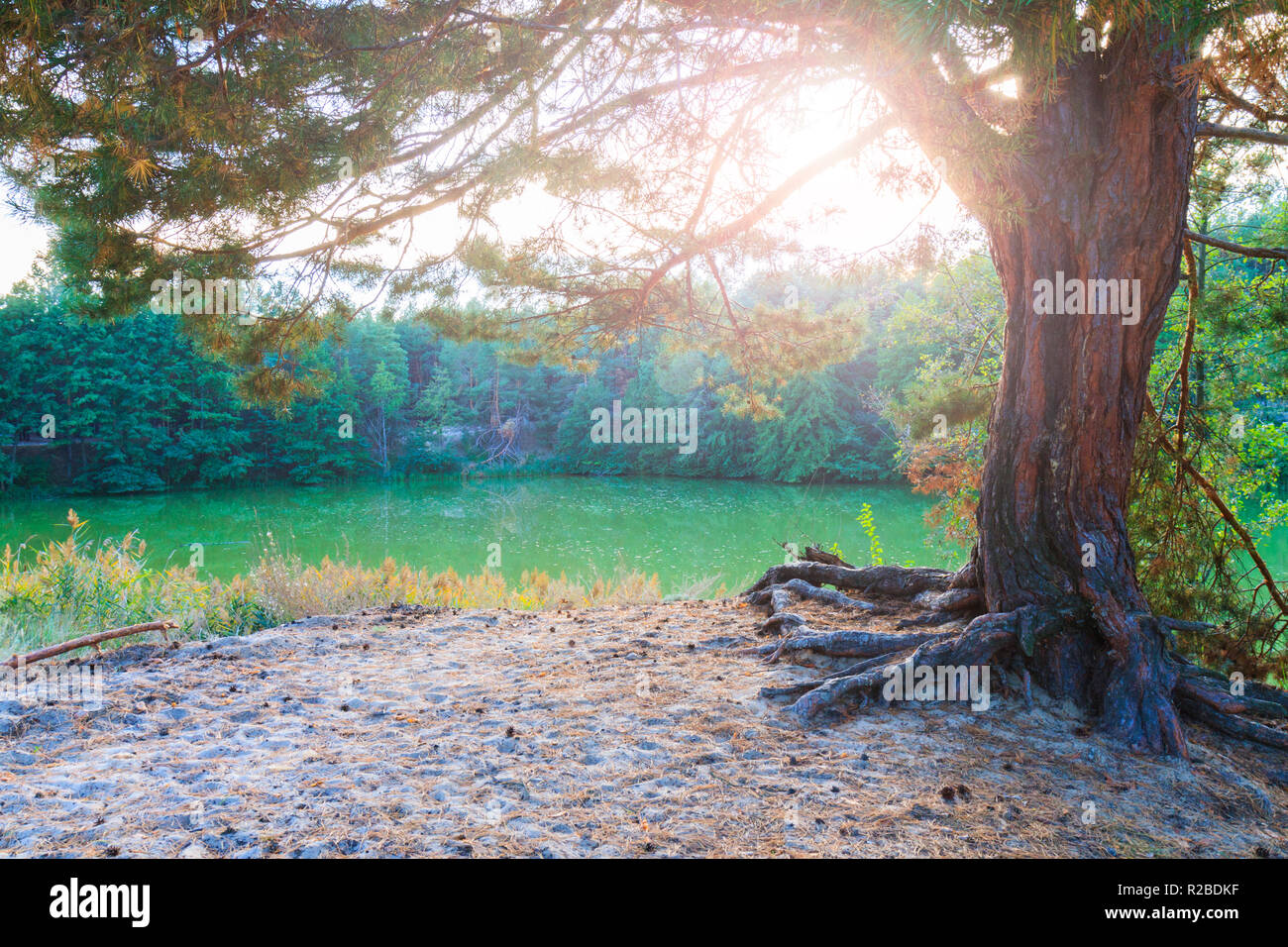 Tree growing on edge cliff hi-res stock photography and images - Alamy