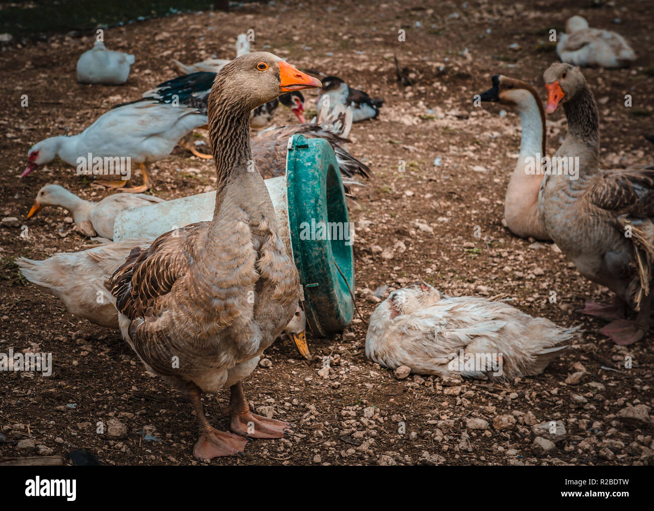 Italian farmhouse country hi-res stock photography and images - Alamy