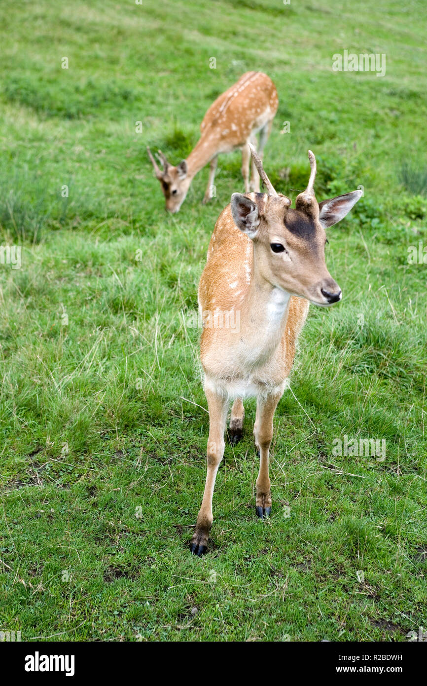 Fallow deer (Dama dama) in the Lütschental at Am Stutz above ...