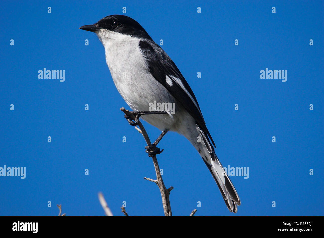 Male common fiscal hi-res stock photography and images - Alamy