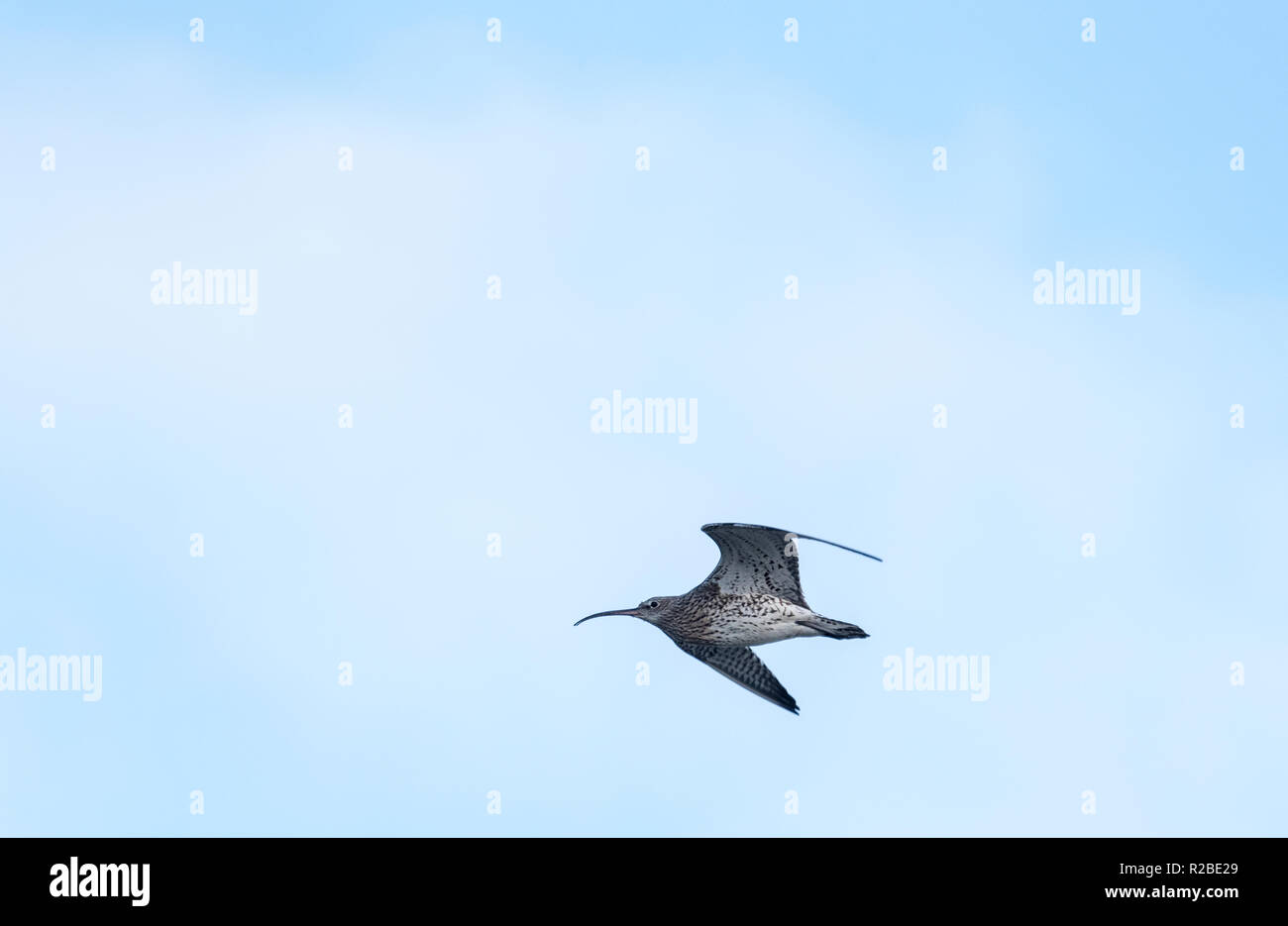 Flying curlew hi-res stock photography and images - Alamy