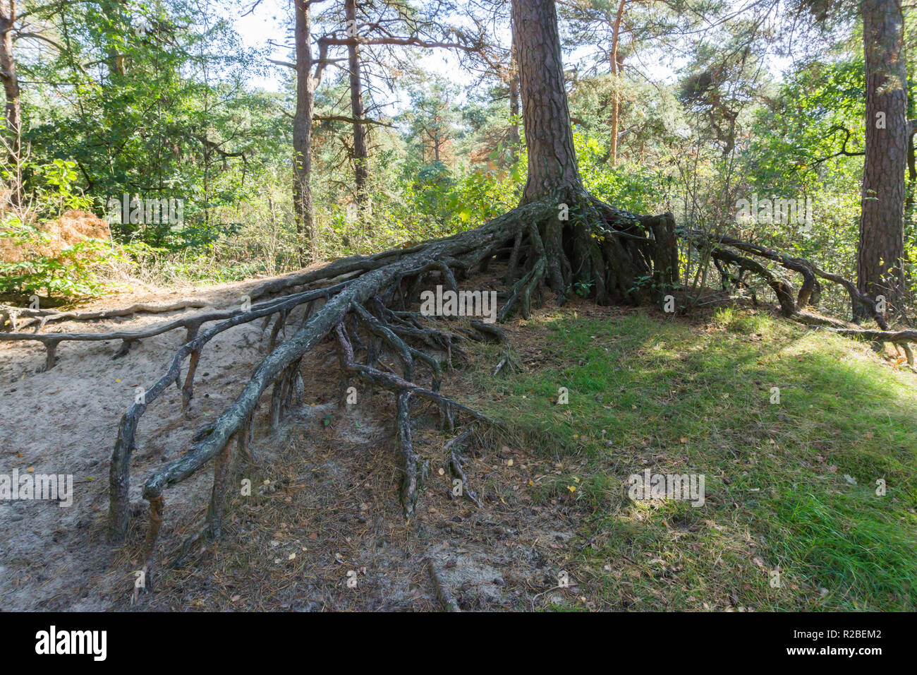 bare big tree roots branches off from a tree trunk far above the ground ...