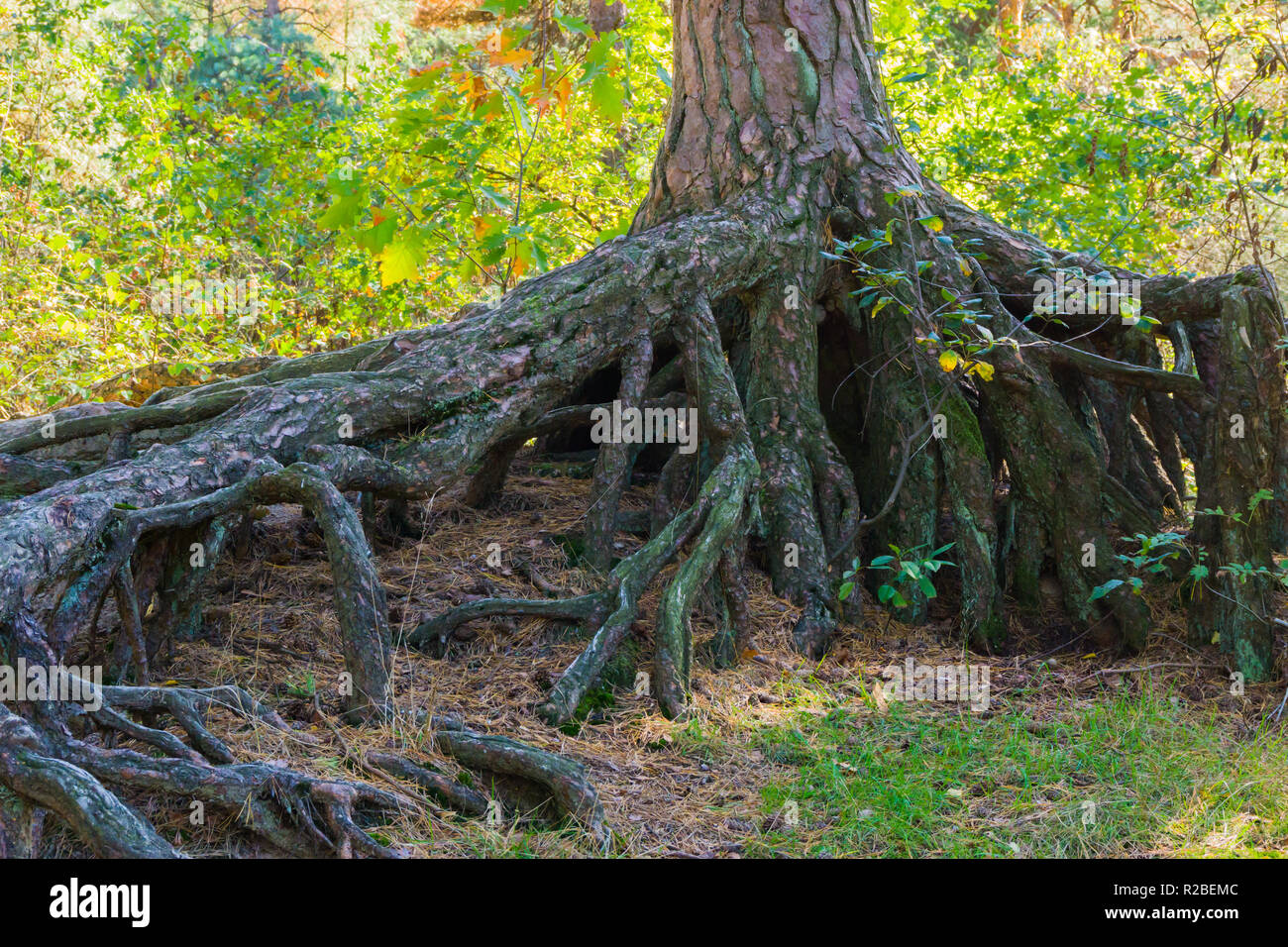 Enormously big bare tree roots above the ground in a forest landscape ...