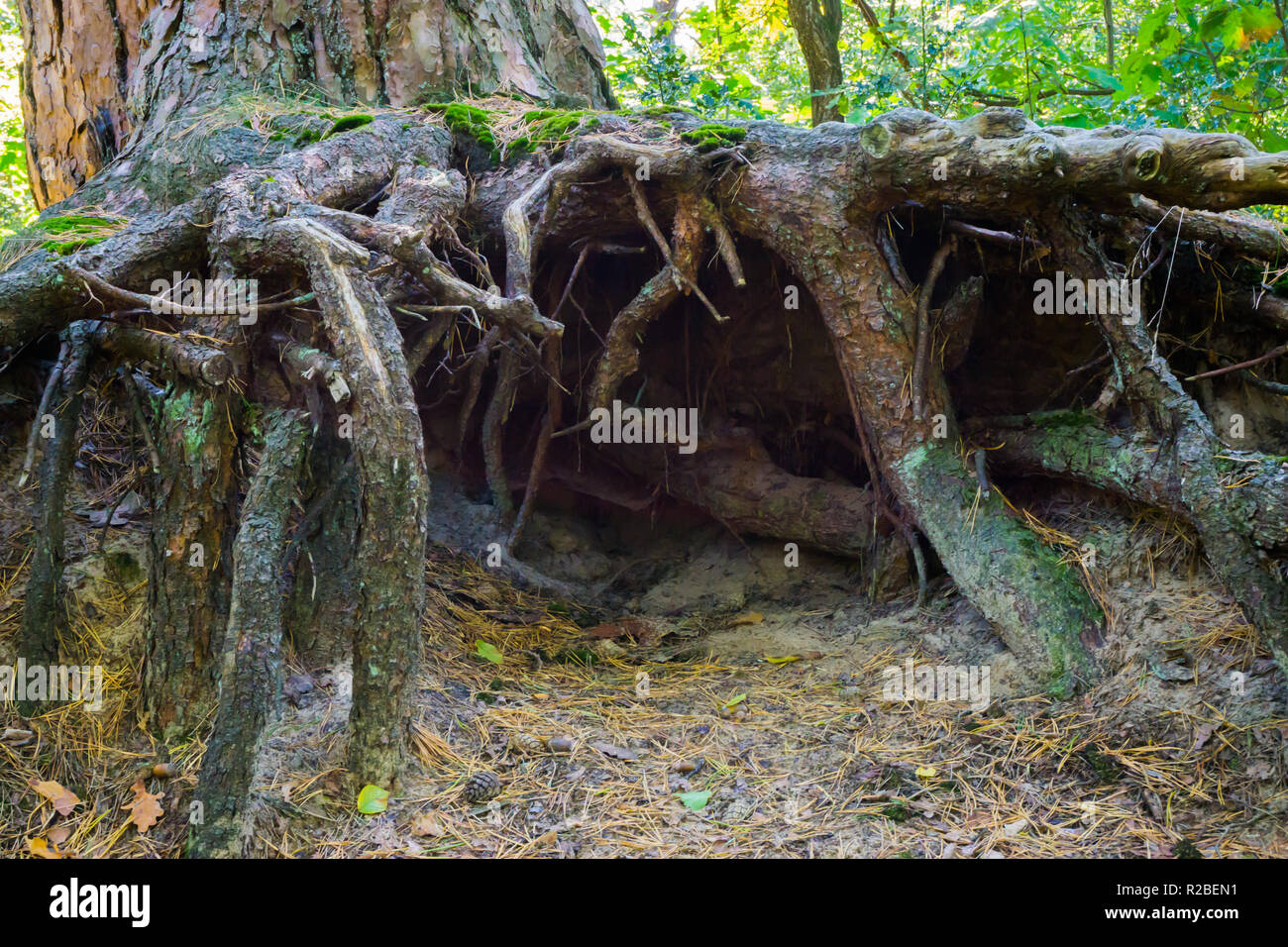 underground tunnel of big bare roots under a tree in the forest Stock ...
