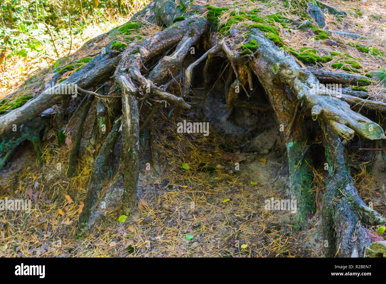 big bare tree roots making a hole in the ground and creating this cave ...