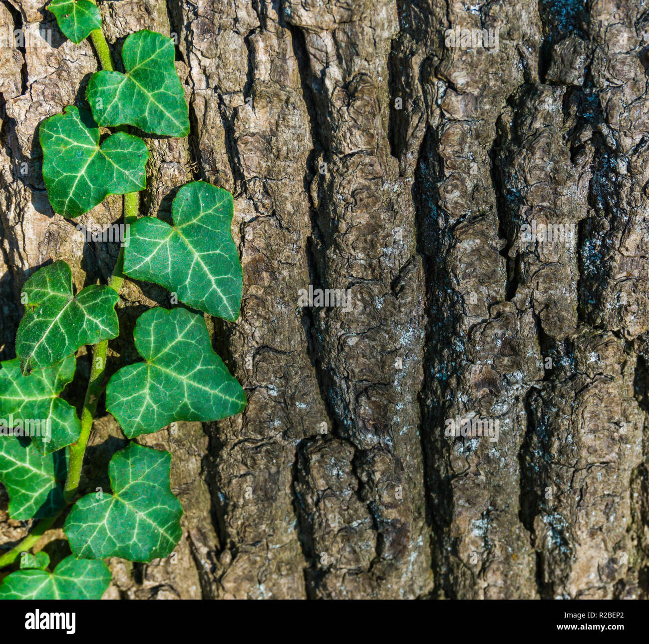 tree bark pattern with ivy growing on the tree trunk a macro closeup ...