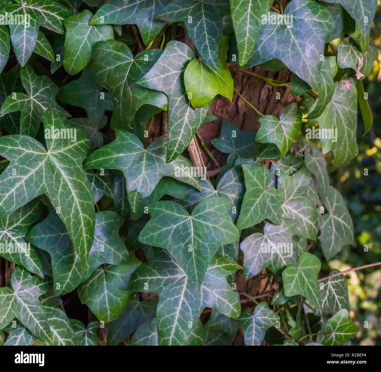 Zoomed in leafs hi-res stock photography and images - Alamy