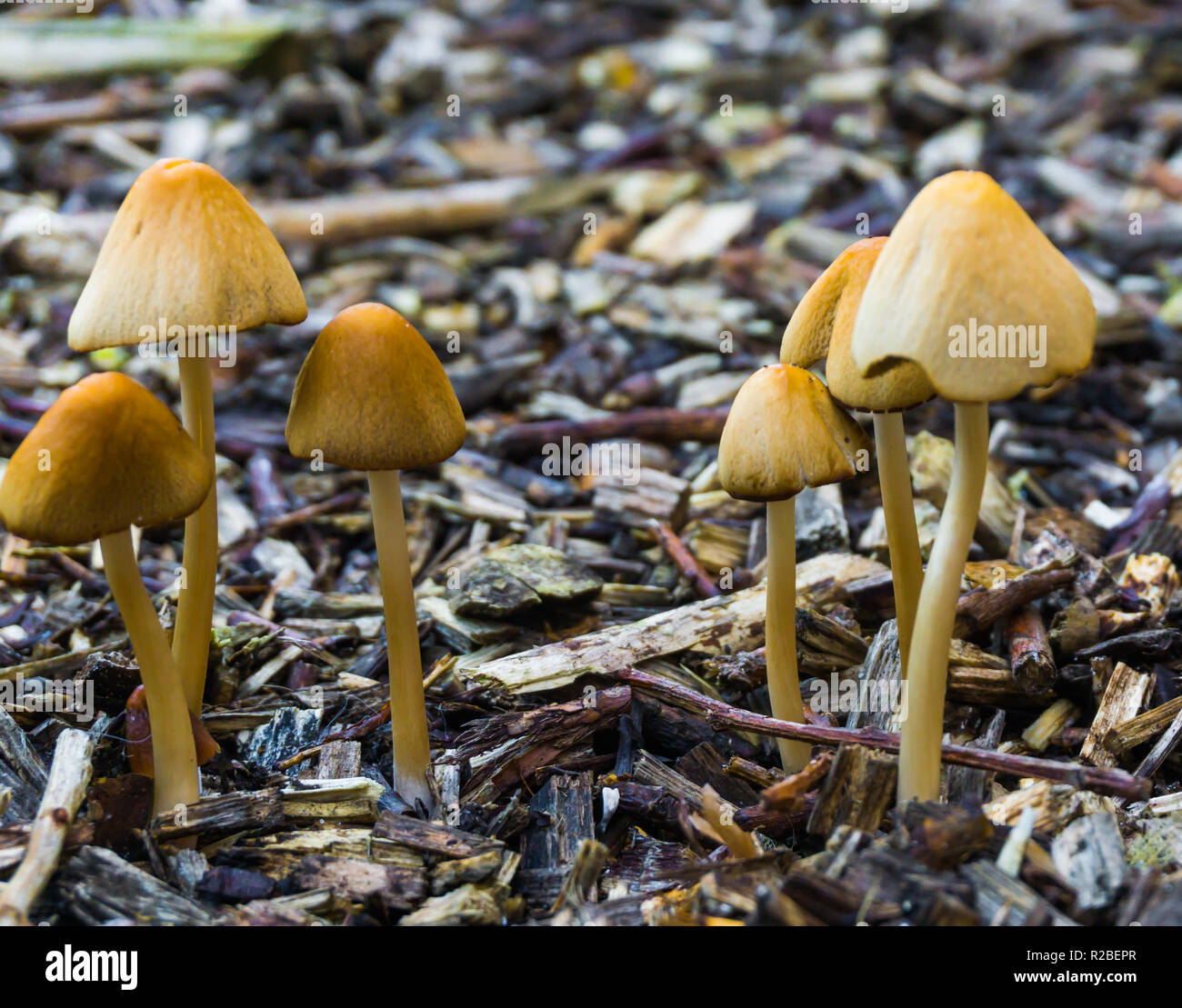 bunch of white dunce cap mushrooms with bell shaped caps growing in ...