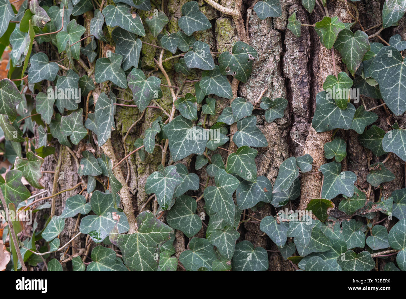 Ivy creeper evergreen bark detail hi-res stock photography and images ...