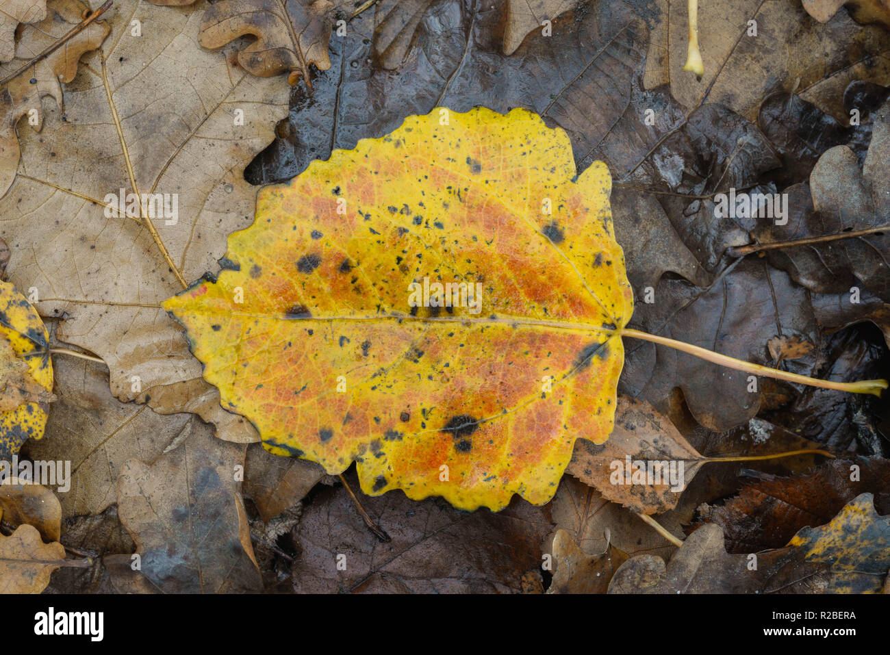 Yellow poplar tree hi-res stock photography and images - Alamy