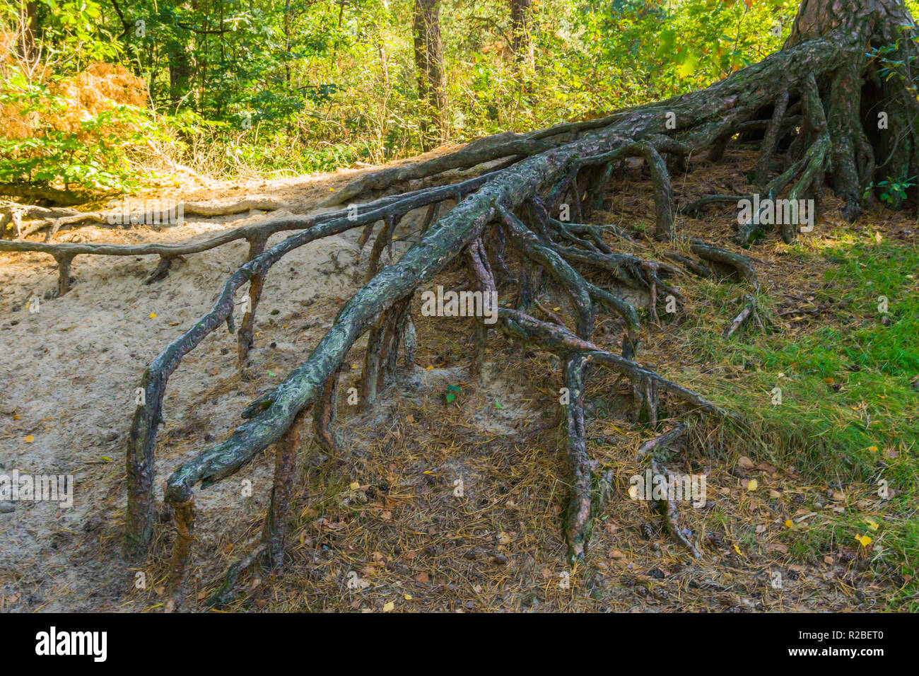 big bare branched off tree roots growing far above the ground Stock ...