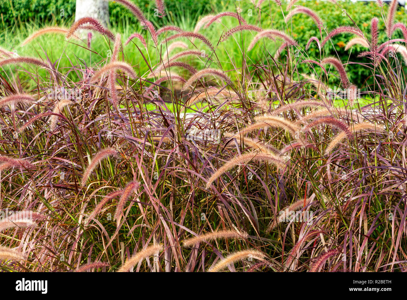 Fountain grass pennisetum setaceum rubrum hi-res stock photography and ...