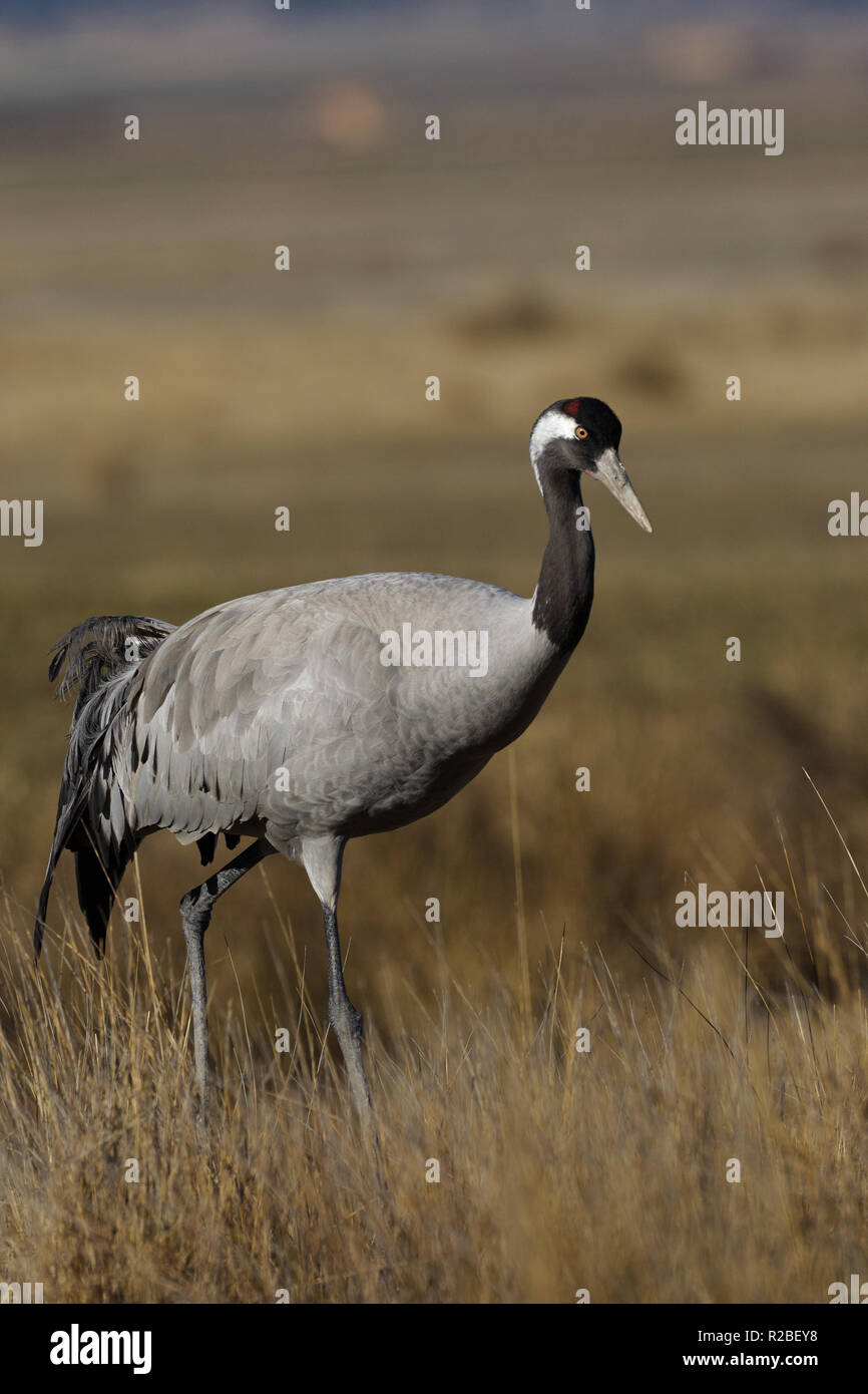 Grulla hi-res stock photography and images - Alamy