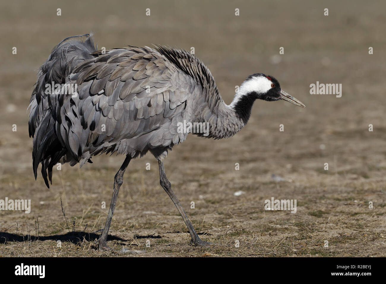 Grulla hi-res stock photography and images - Alamy
