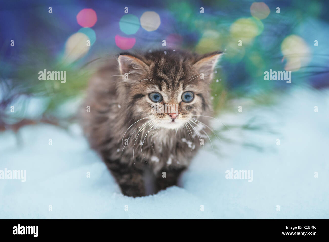 Cute little kitten sitting in the snow in winter in front of the ...
