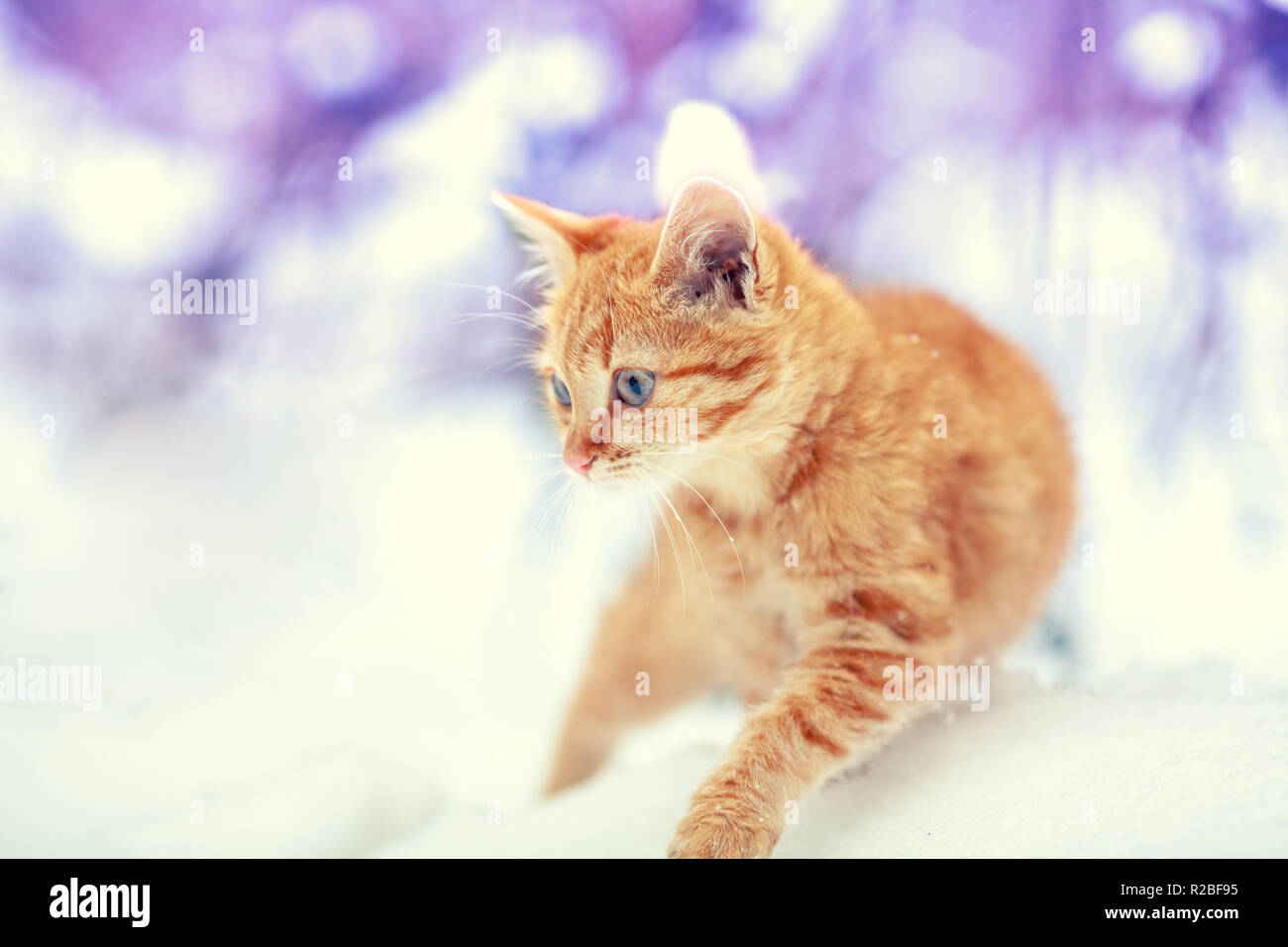 Sad cat walking in snow hi-res stock photography and images - Alamy