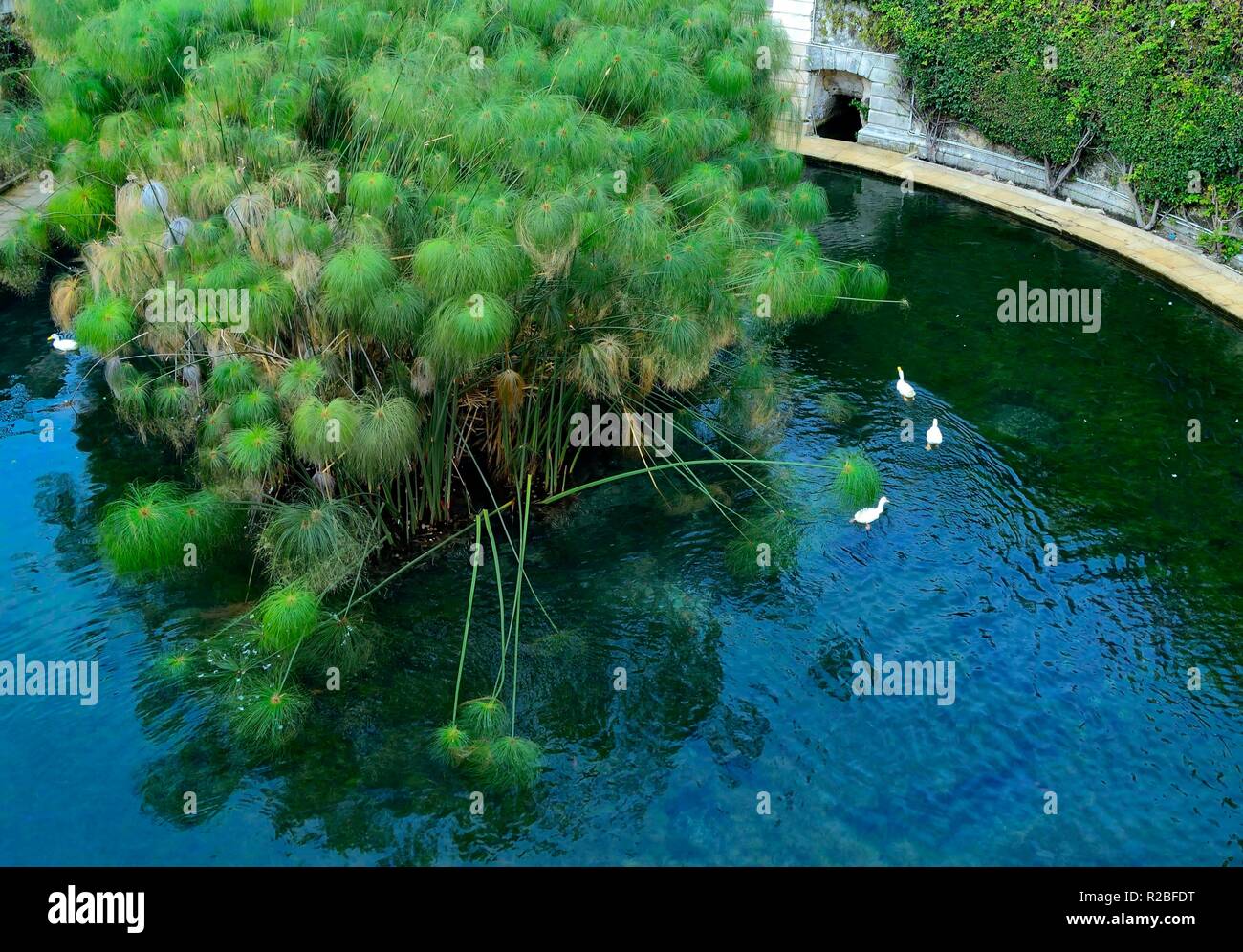 Papiro hi-res stock photography and images - Alamy