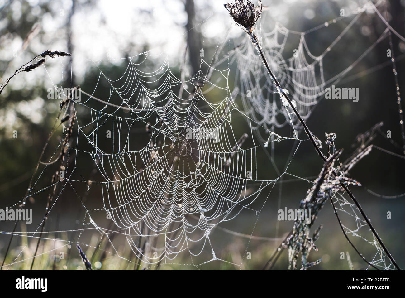 Spiderweb covered tree hi-res stock photography and images - Alamy