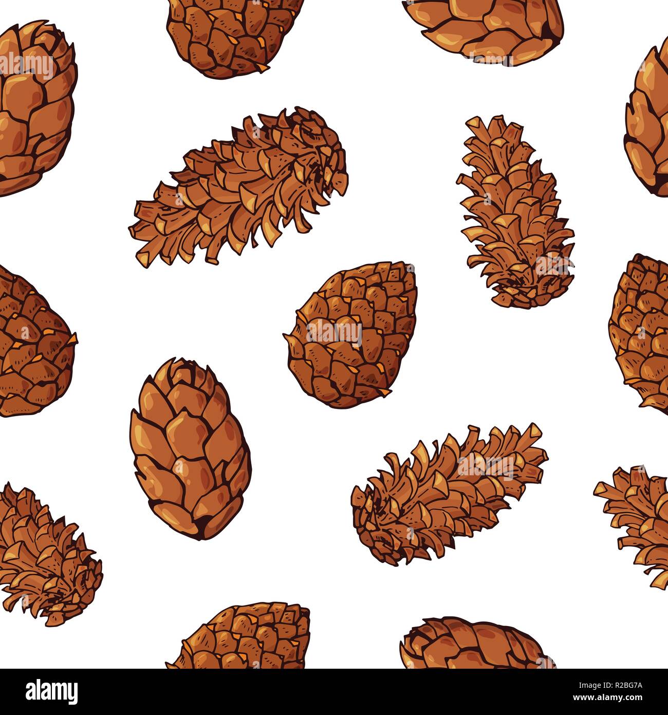 Pinecone botanical drawing hi-res stock photography and images - Alamy