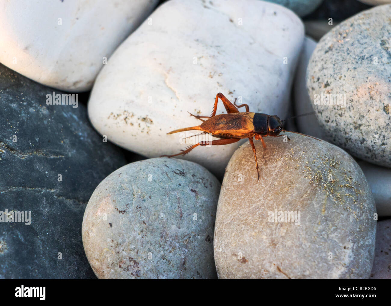 Sitting on surface of gravel or small stones hi-res stock photography ...