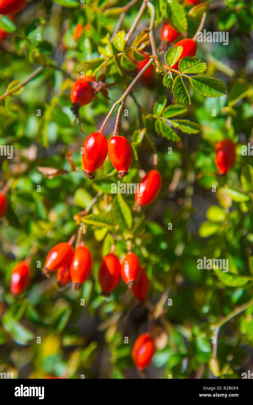 Botanuca hi-res stock photography and images - Alamy