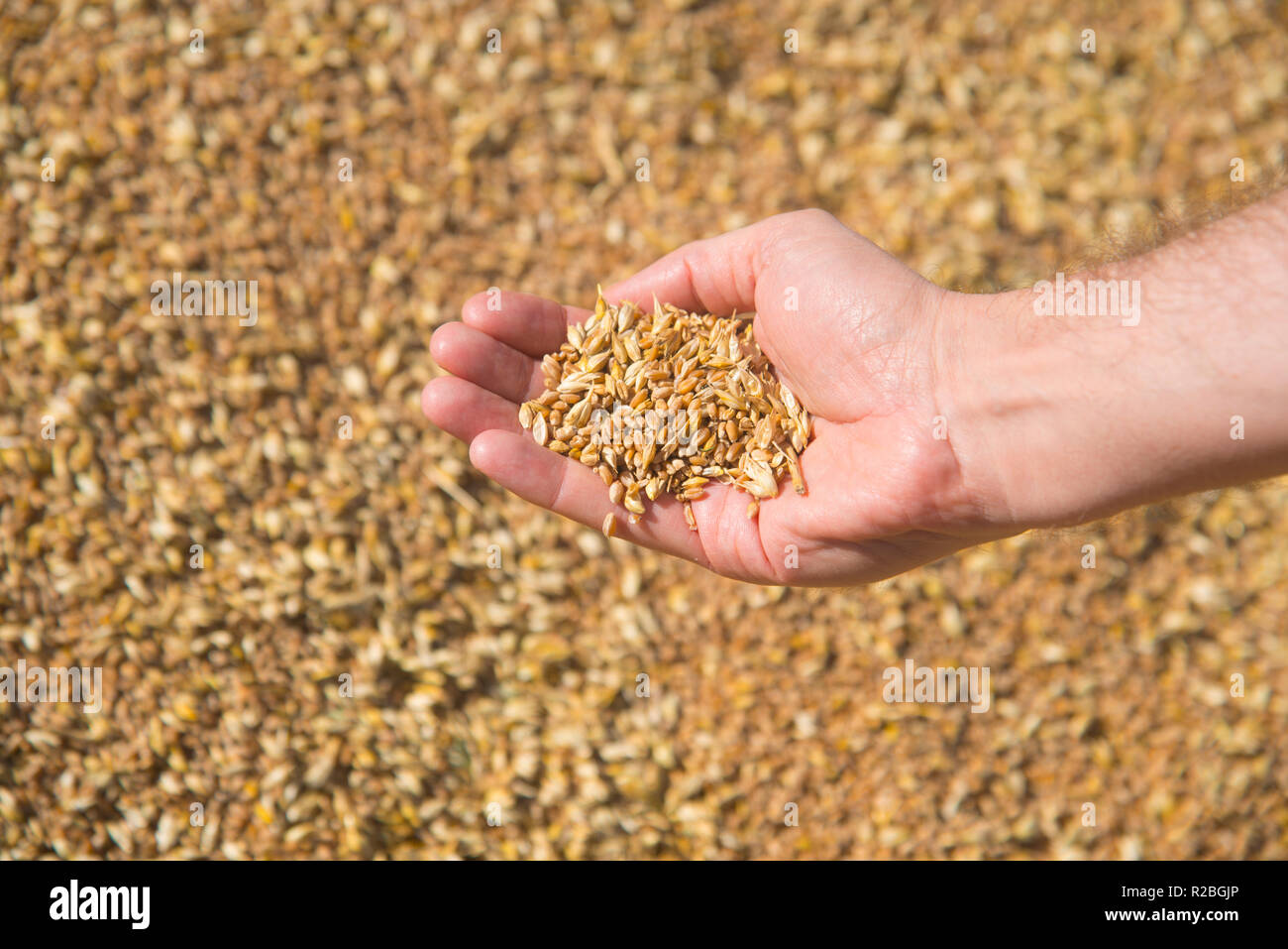 Granos granos granos cereales agricultura hi-res stock photography and ...