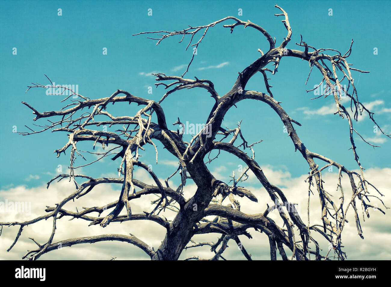 big Dead tree branch against blue sky with clouds Stock Photo - Alamy