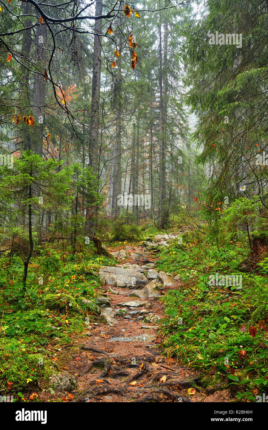 Mixture of coniferous trees hi-res stock photography and images - Alamy