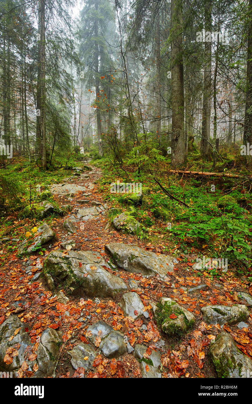 Mixture of coniferous trees hi-res stock photography and images - Alamy