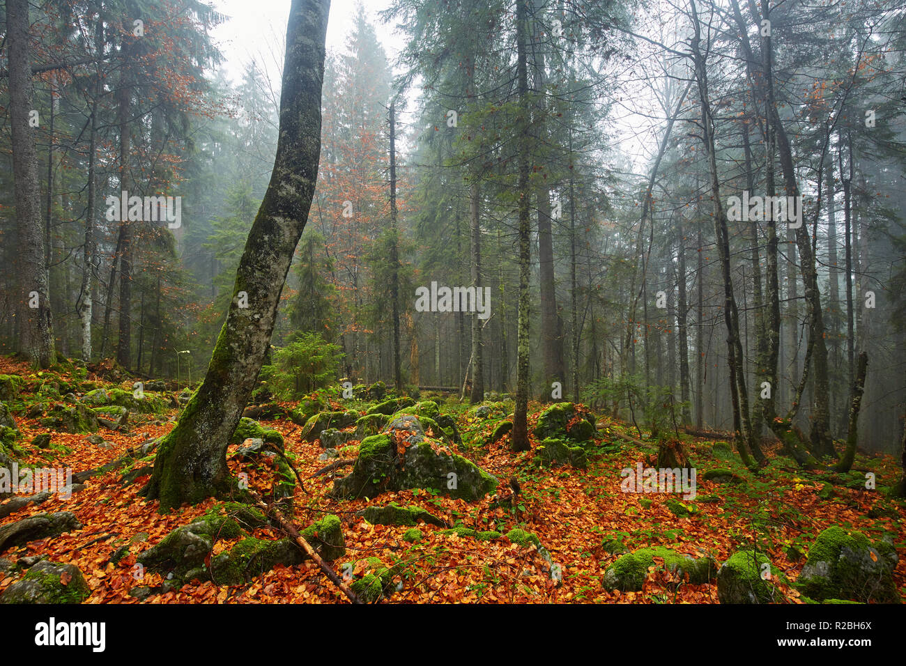Mixture of coniferous trees hi-res stock photography and images - Alamy